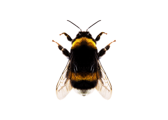 Boveril | Beauveria bassiana CEPA PL63 | Hongo entomopatógeno