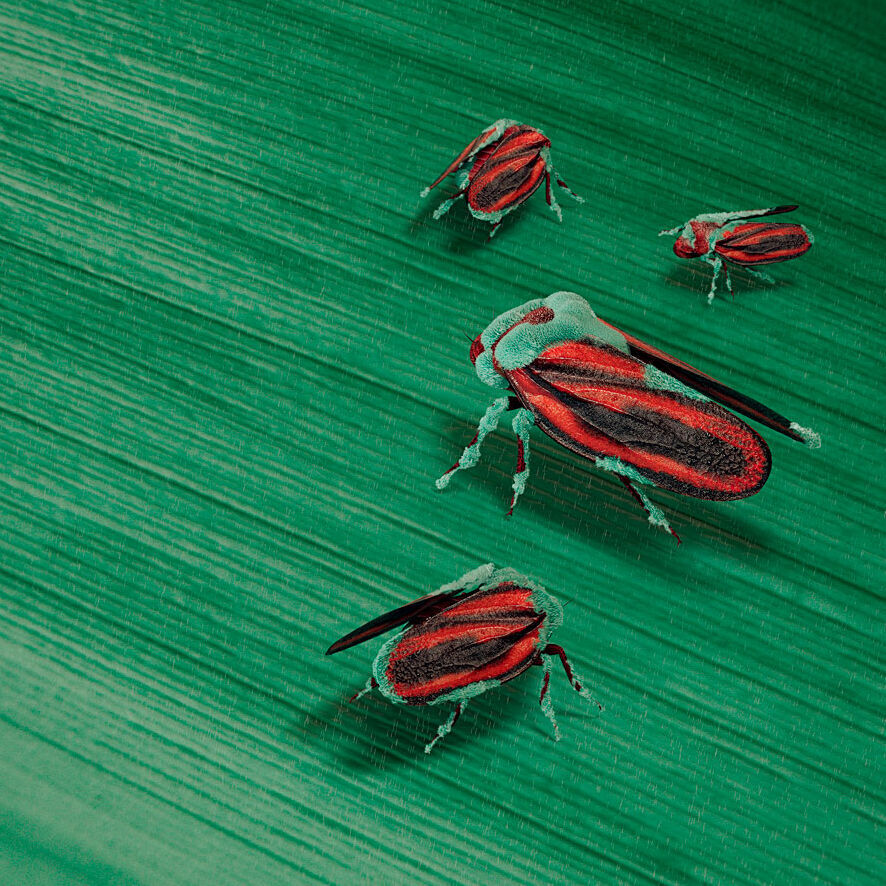 Metarril | Metarhizium anisopliae | Hongo entomopatógeno