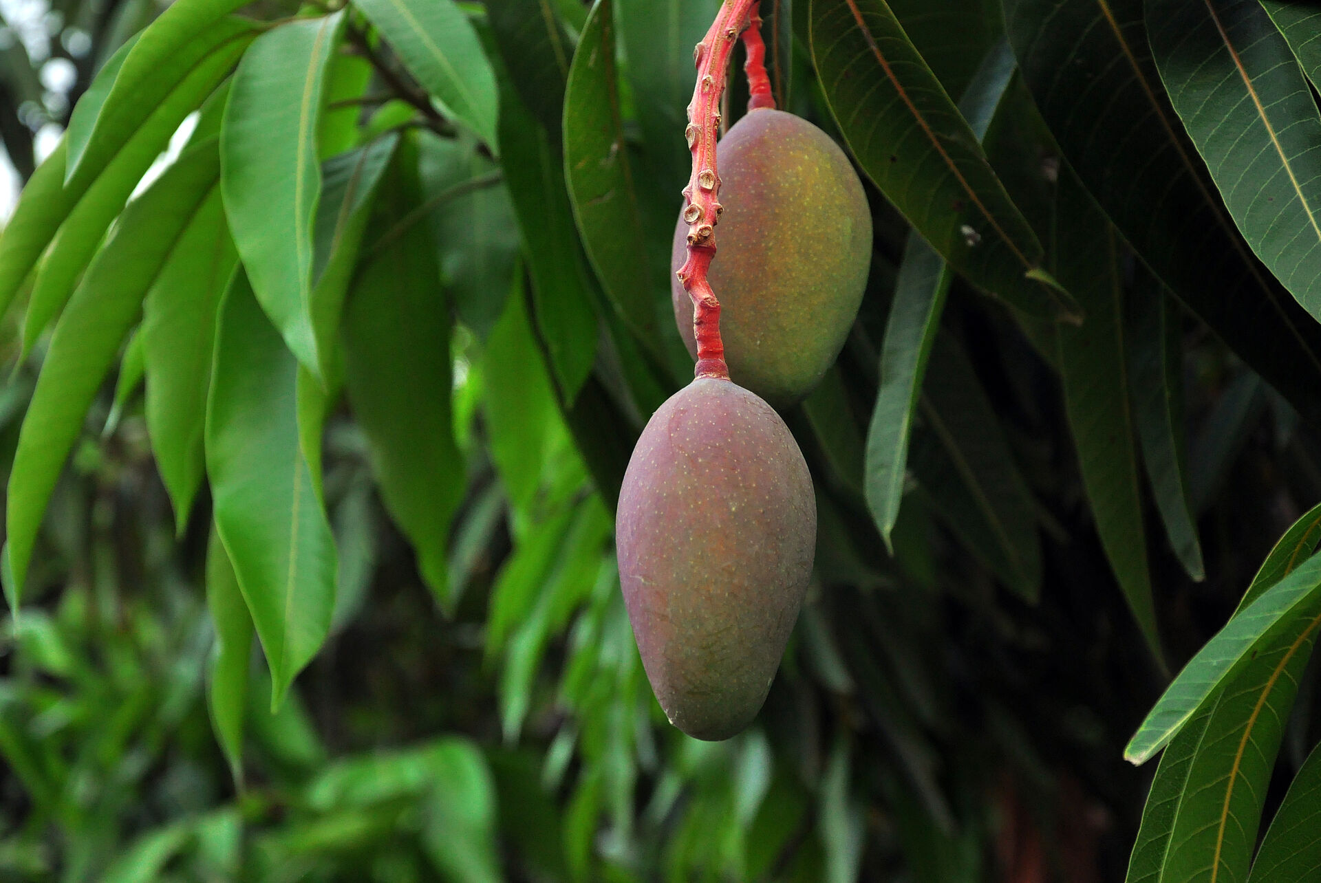 Mango | Koppert Paraguay