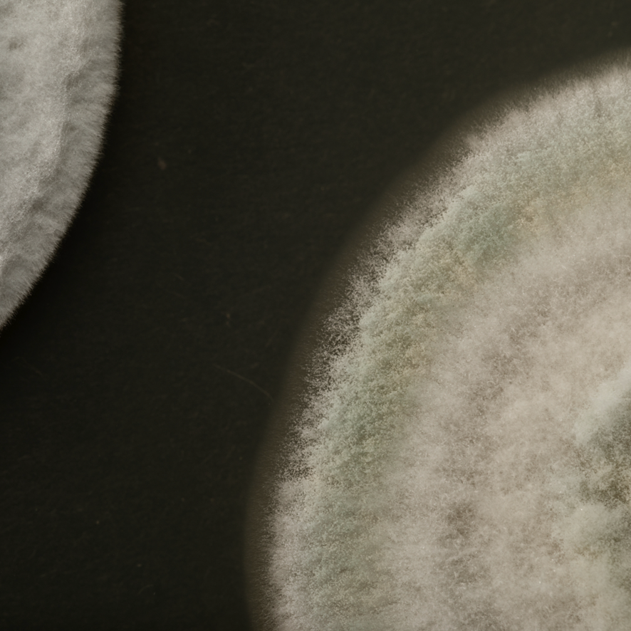 Metarril | Metarhizium anisopliae | Hongo entomopatógeno