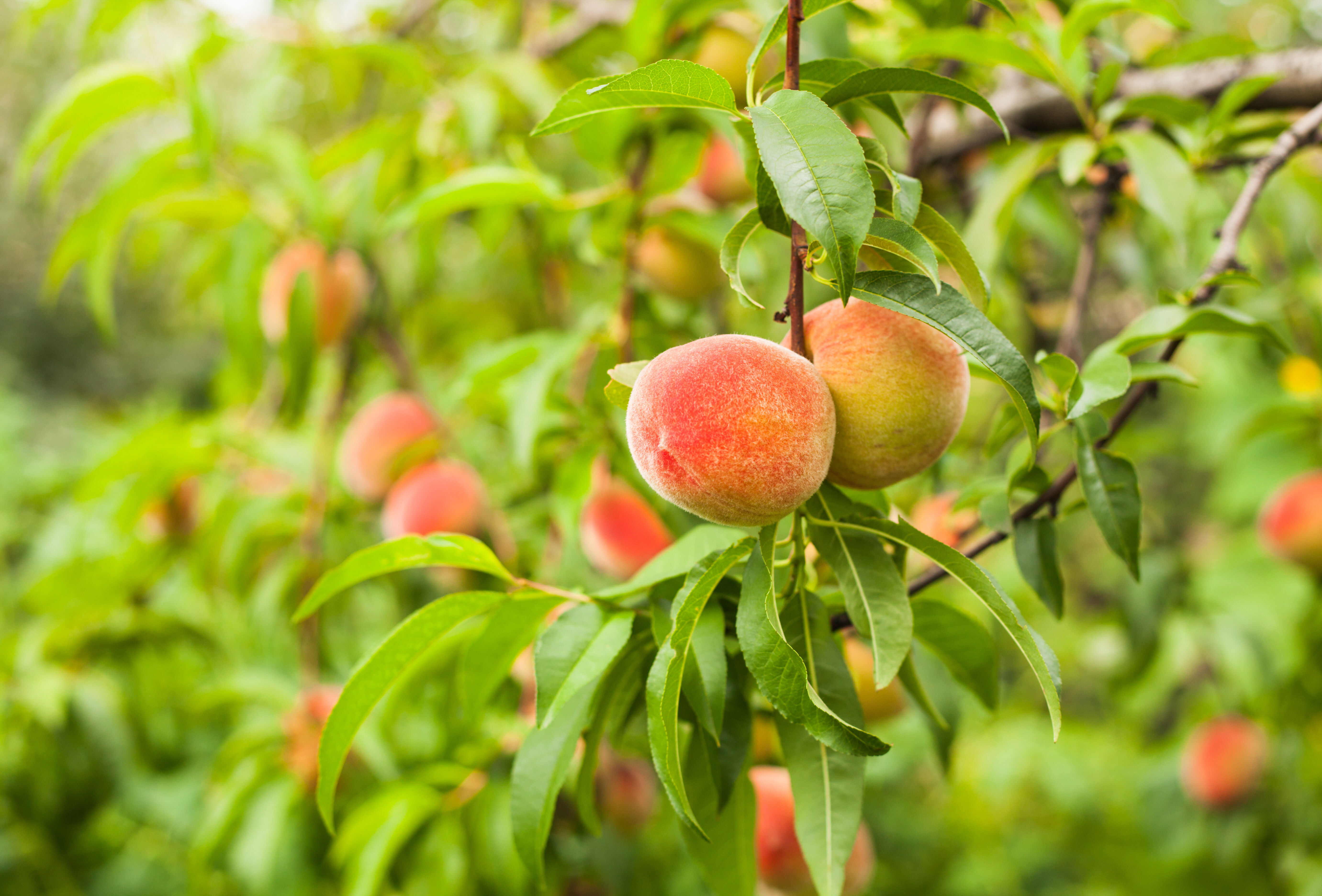 Melocotón | Koppert Paraguay