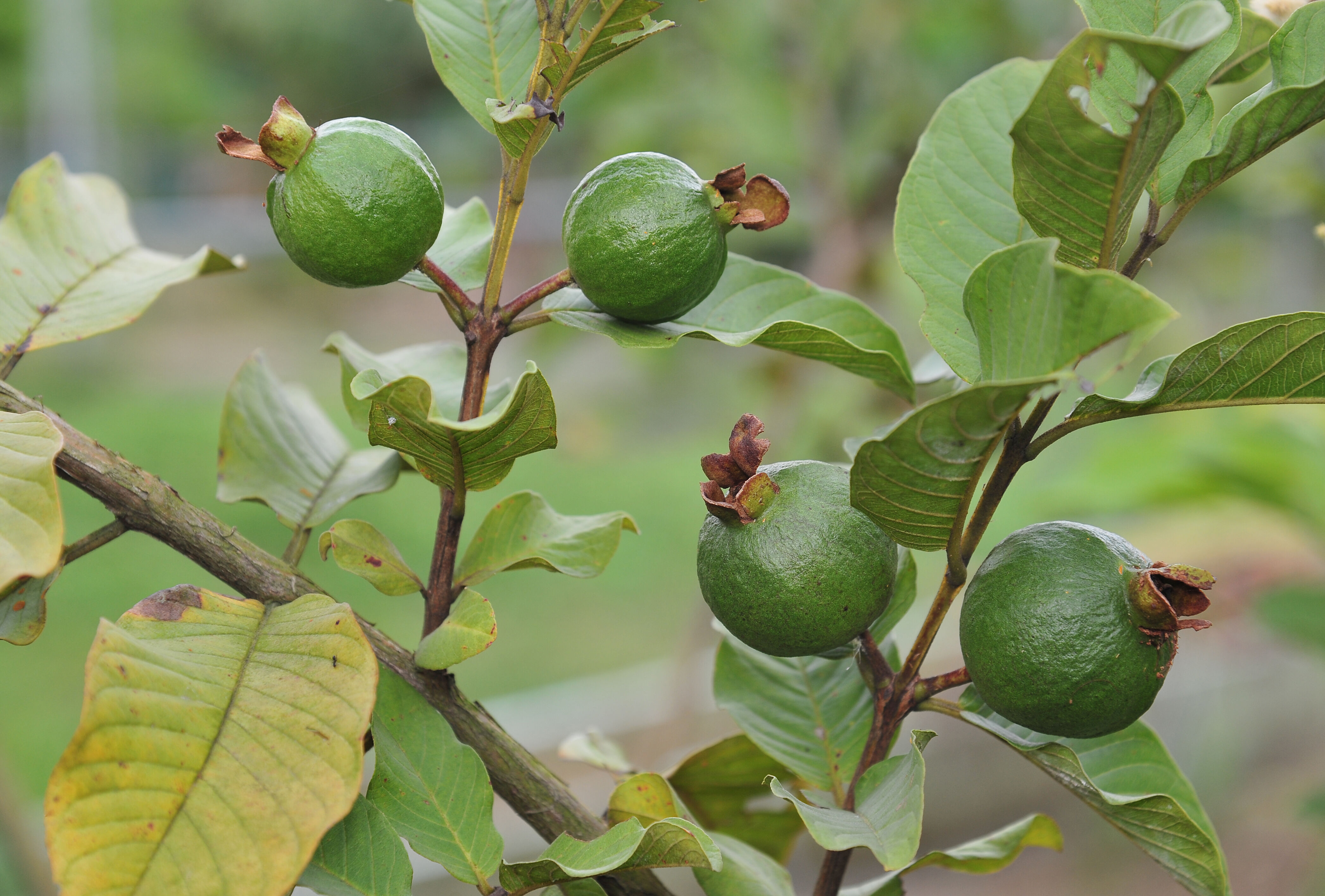 Guayabo | Koppert Paraguay