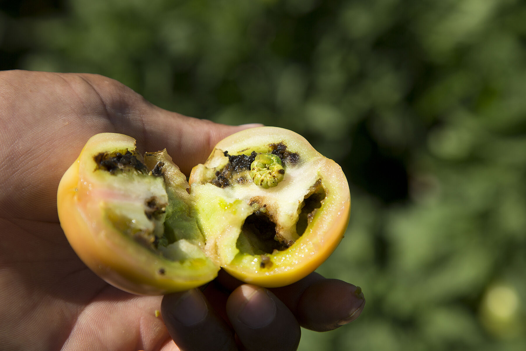 Heliotis | Koppert Paraguay