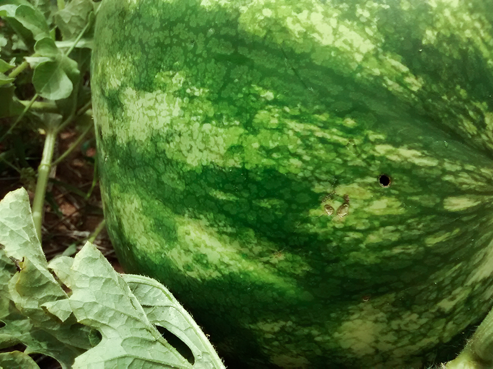 Heliotis | Koppert Paraguay